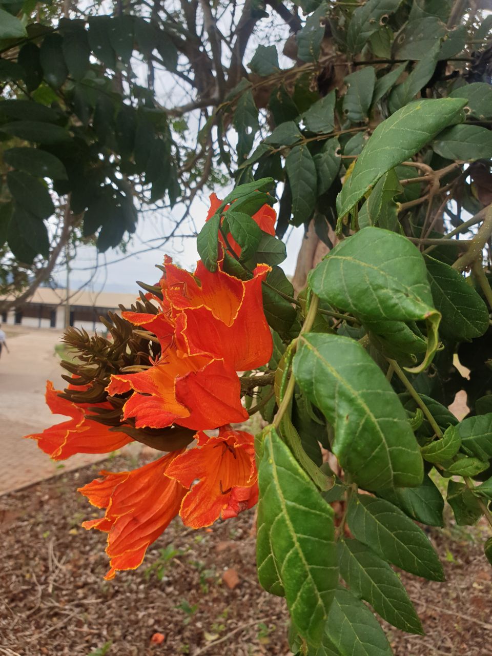 A Closer Look at the African Tulip Tree – Plant ID