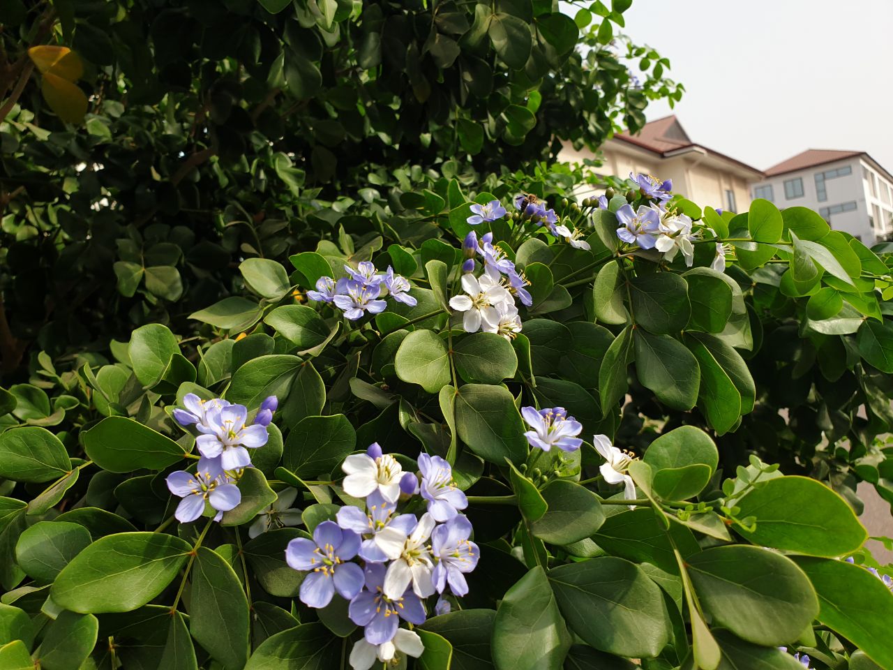 The Tree of Life – Plant ID