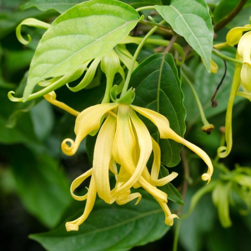 The Ylang ylang Tree – Plant ID
